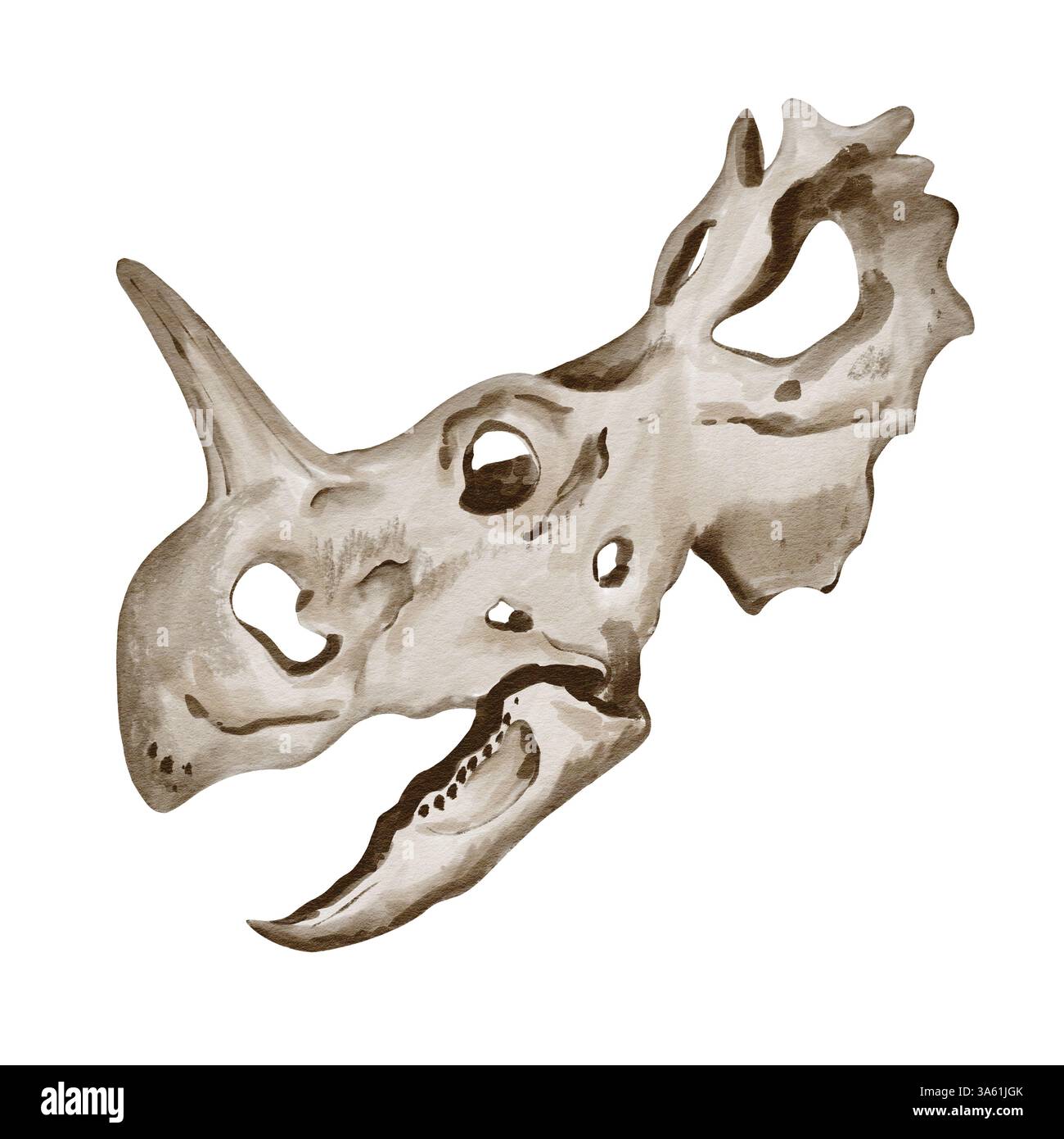 Dinosaur head. Traceratops dinosaur skeleton. Prehistoric animal skull ...