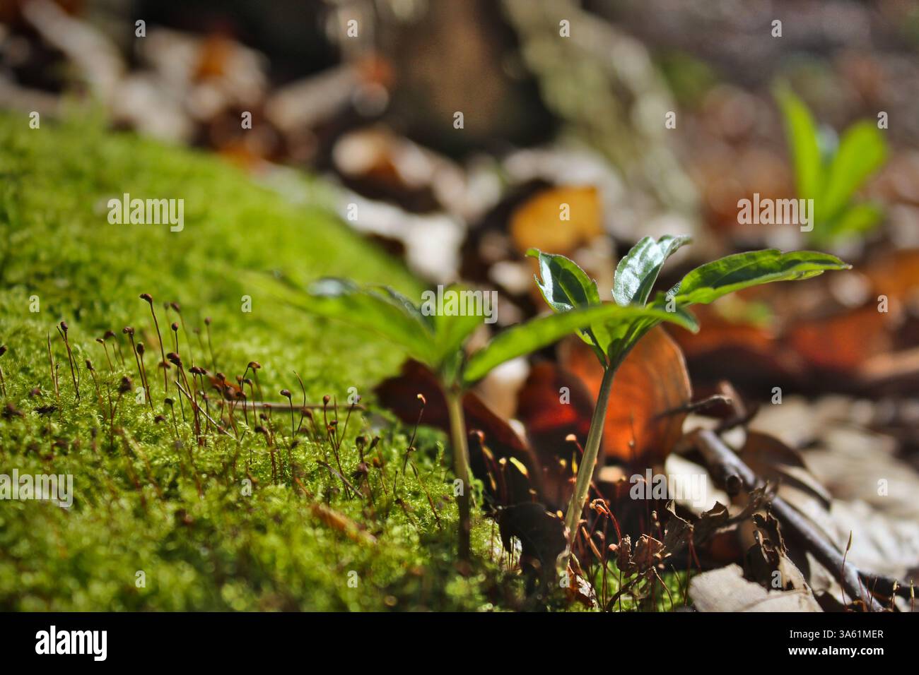 Small Plant Growing on Moss Stock Photo - Alamy