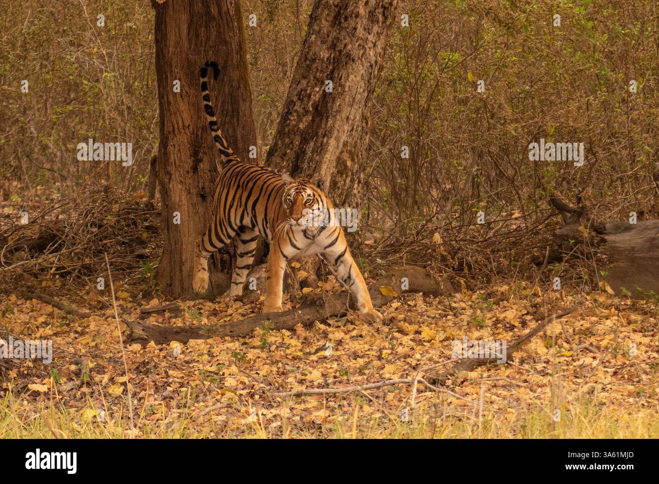 A Female Bengal or Indian Tiger looking at the camera whilst standing ...