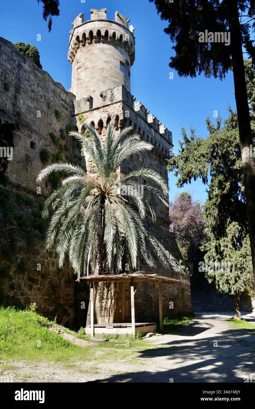 A palm tree in The moat around the old town walls Stock Photo - Alamy