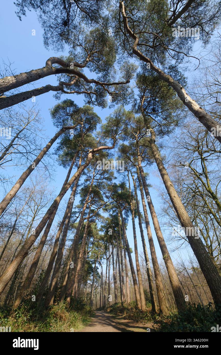 An avenue of Scotts Pine trees in the spring sunshine on the Lickey ...