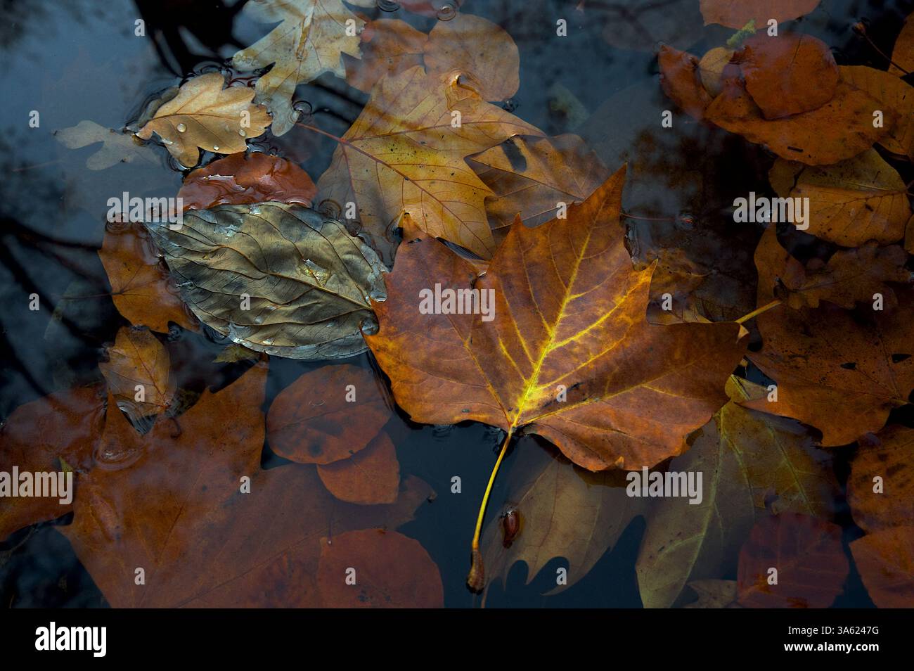Now decomposing hi-res stock photography and images - Alamy