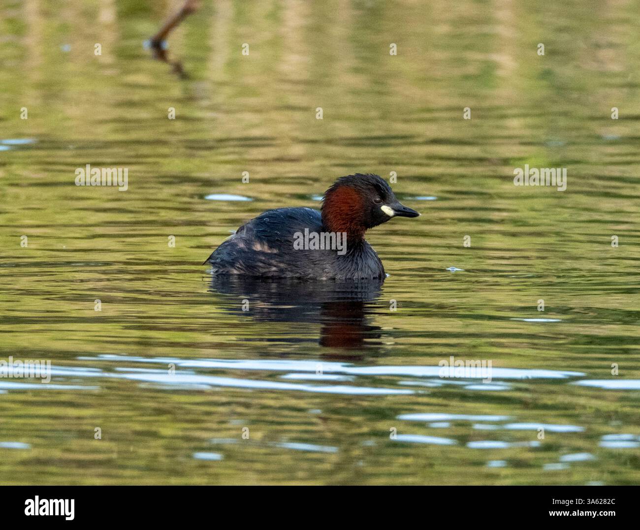 Little grebe cyprus hi-res stock photography and images - Alamy