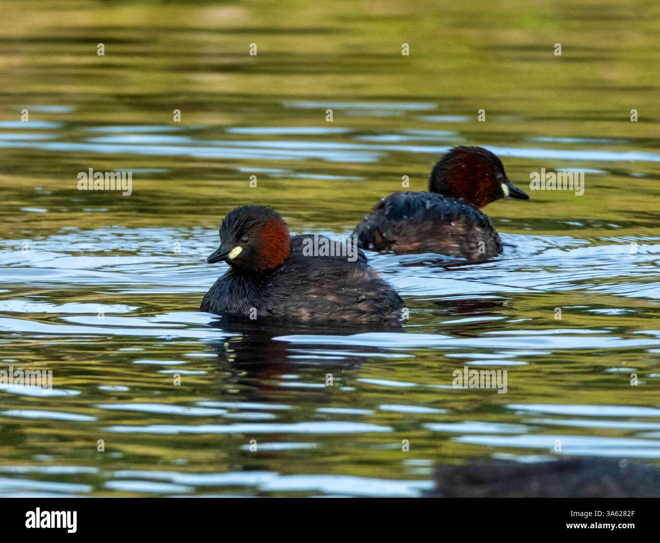 Little Grebe (Tachybaptus ruficollis) on a freshwater pond, Cyprus ...
