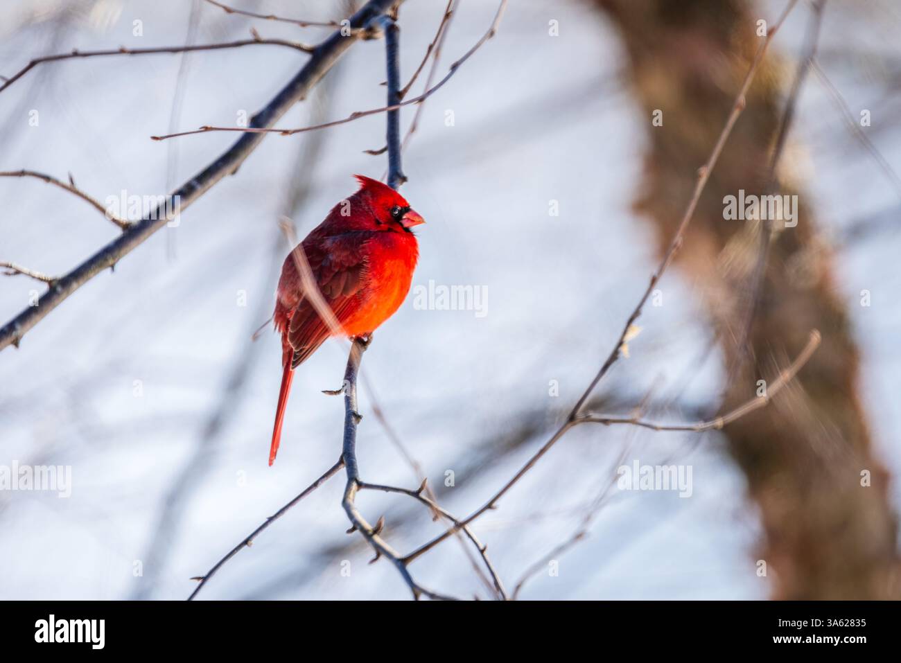 Bright red male northern cardinal sitting on a tree branch Stock Photo ...