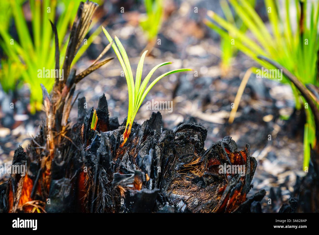 New life emerges at a site of forest fire in southwestern Florida Stock ...