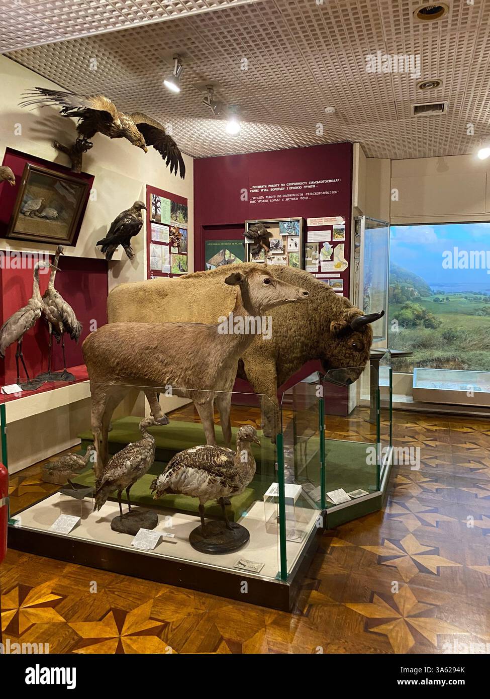 Local history museum in Cherkasy, Ukraine, featuring a taxidermy ...