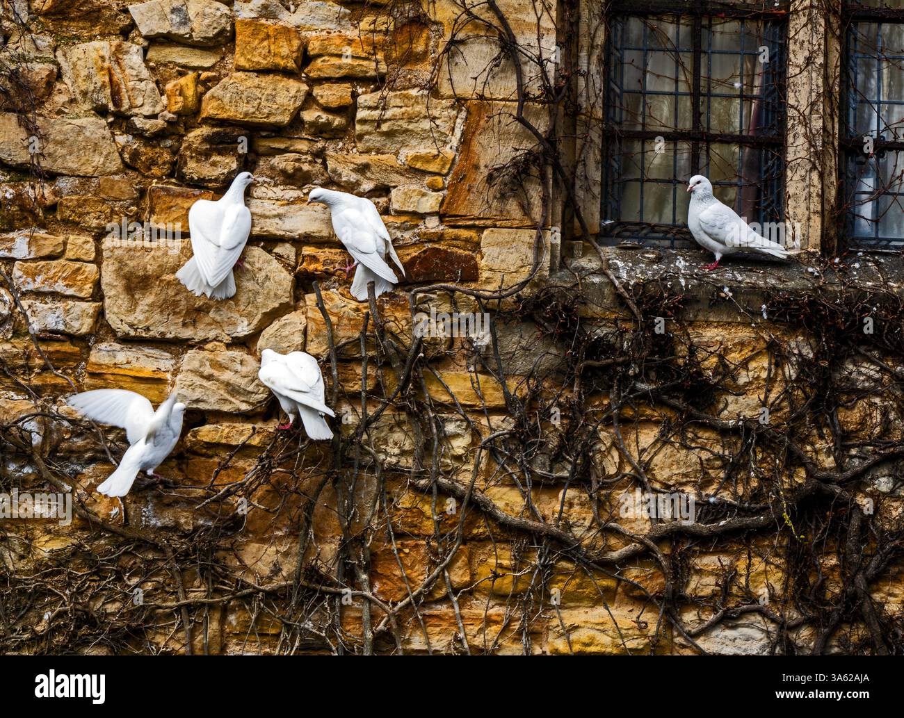 Wildlife at hever castle hi-res stock photography and images - Alamy