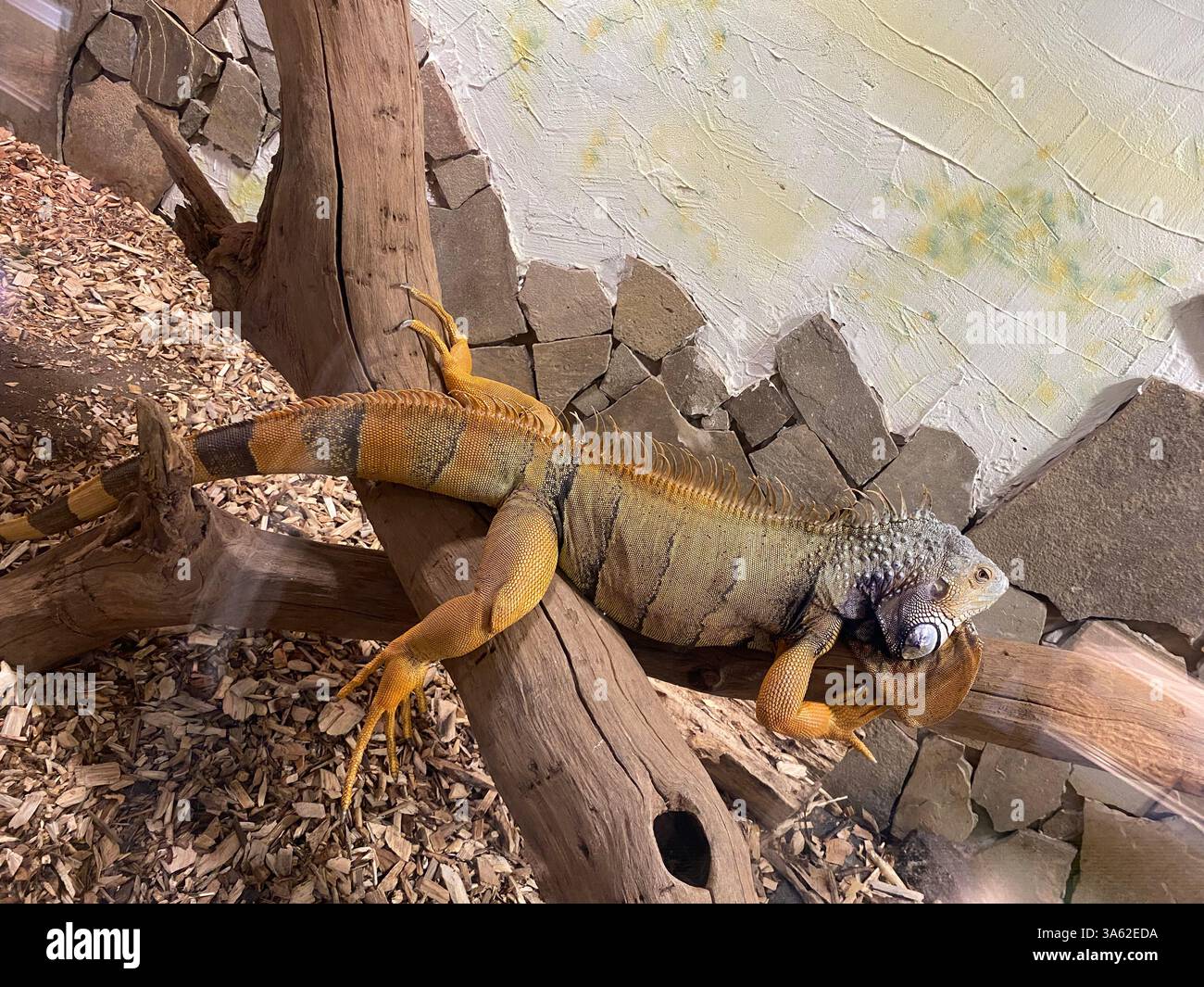 An iguana in the Cherkasy Zoo, Ukraine, captivates visitors with its ...