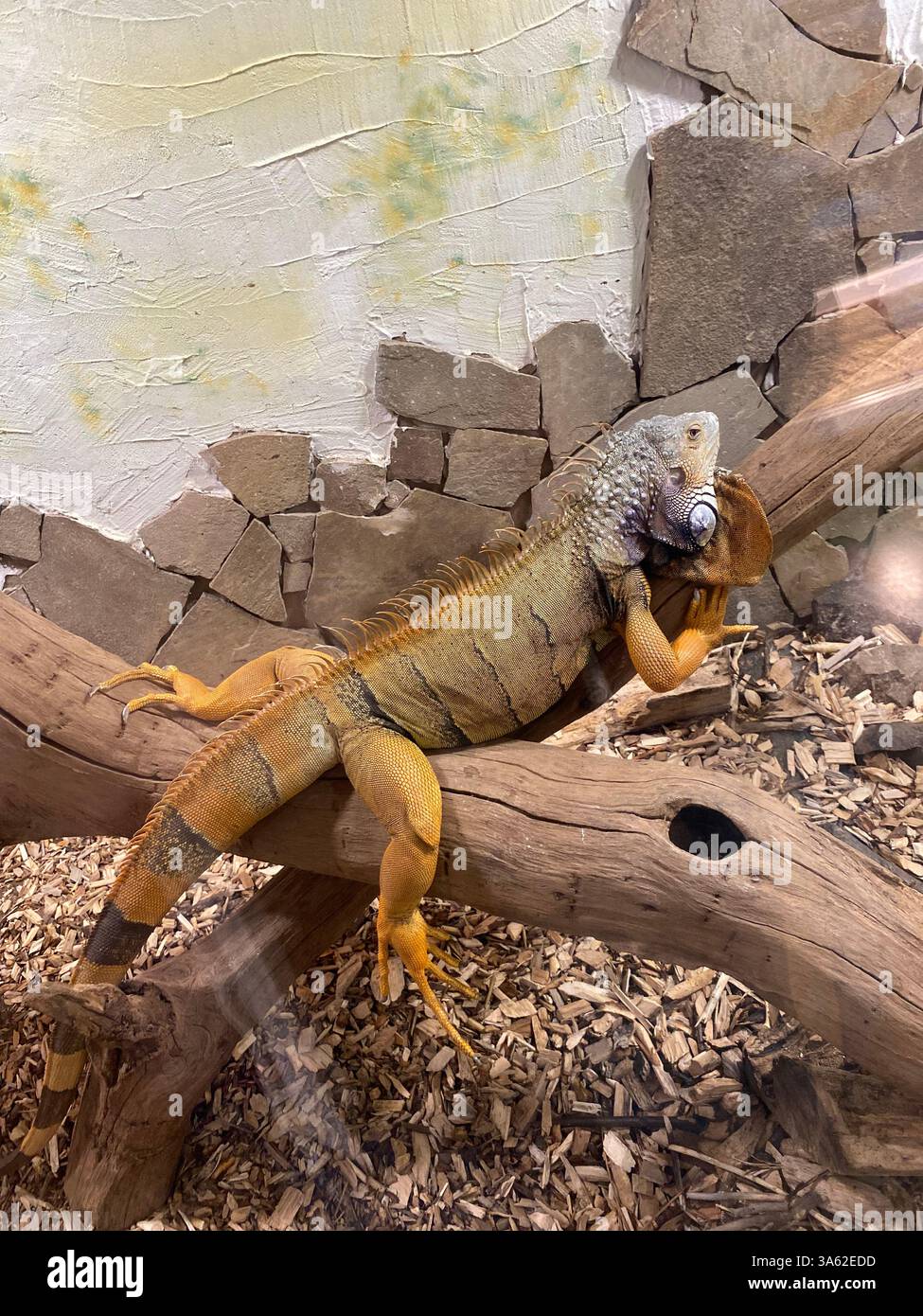 An iguana in the Cherkasy Zoo, Ukraine, captivates visitors with its ...
