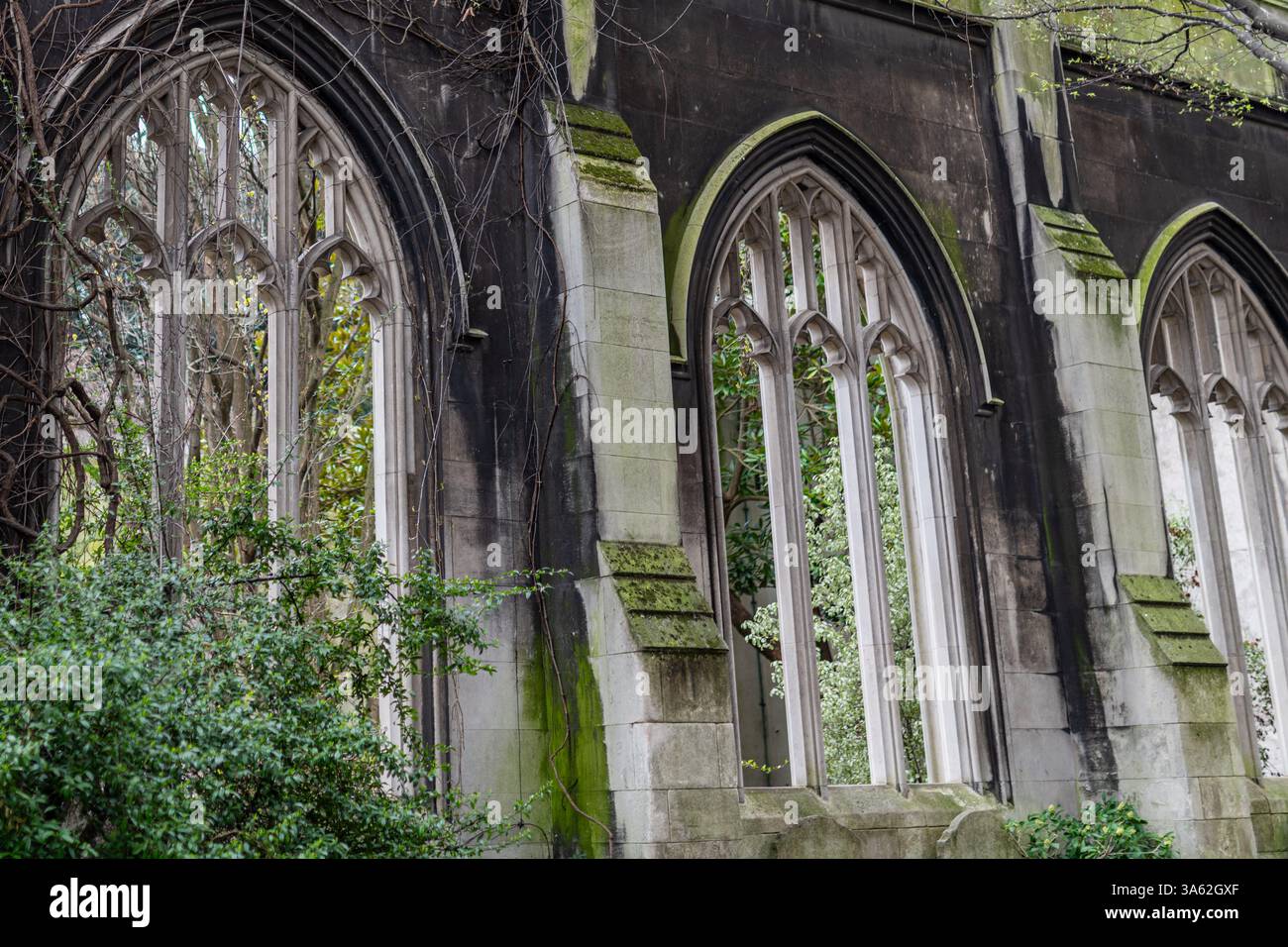 The old windows covered with moss in the ruins of St Dunstan in the ...