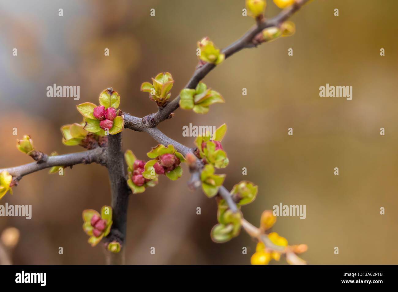 Flowering quince cydonia oblonga Red spring flowers Stock Photo - Alamy