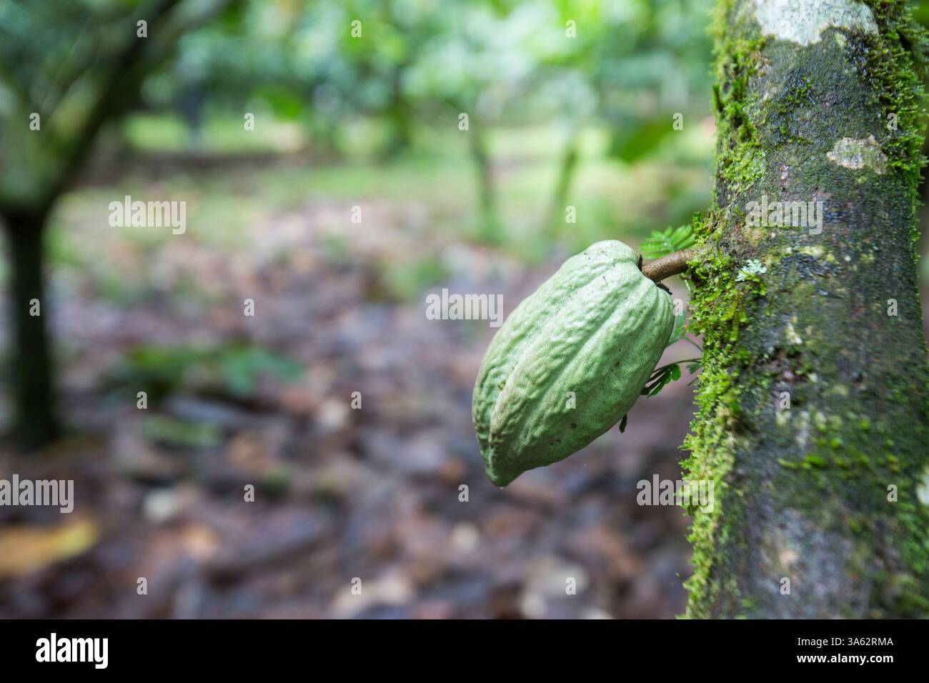 A green Cacao pod on a treee Stock Photo - Alamy