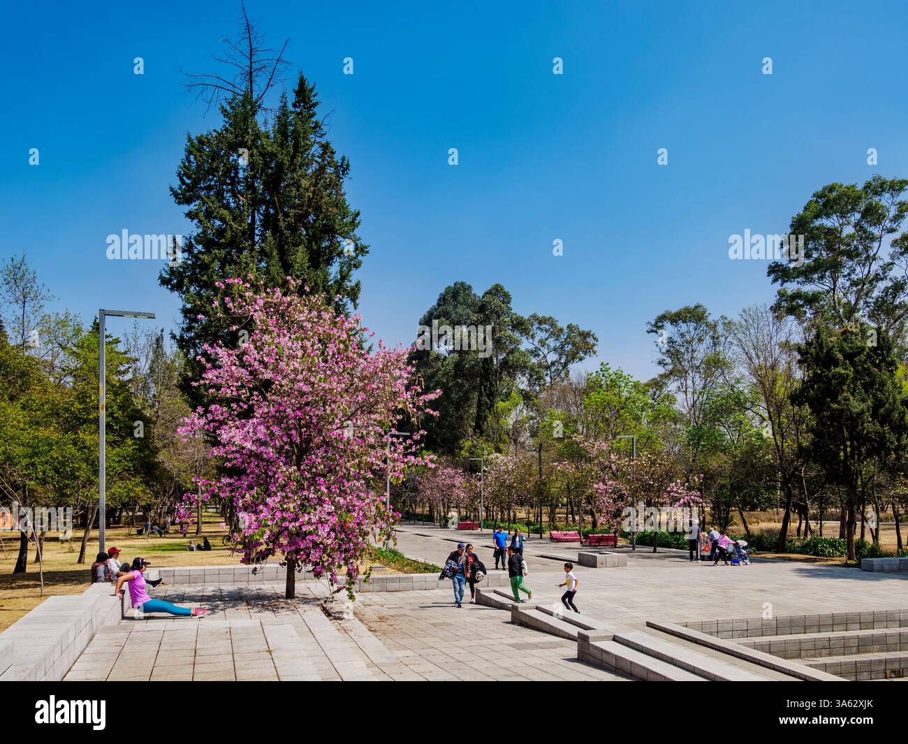 Bosque de Chapultepec Park, Mexico City, Mexico Stock Photo - Alamy