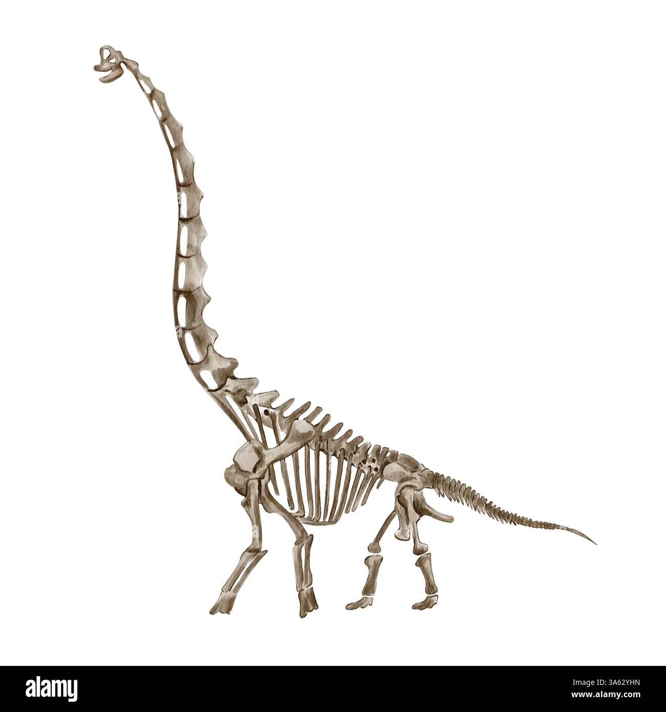 Apatosaurus dinosaur skeleton. Dinosaur skeleton. Monochrome ...