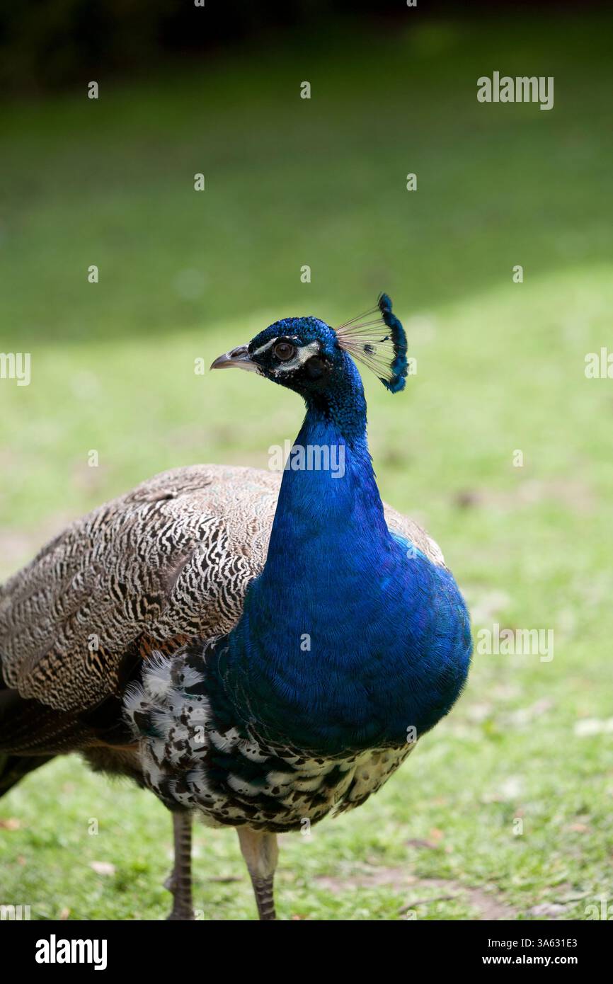 A large male pecock Stock Photo - Alamy