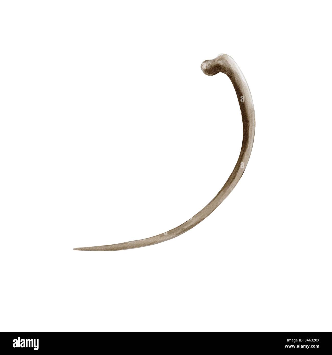 Big bone. Part of skeleton. Monochrome, brown. Old ancient fossil ...