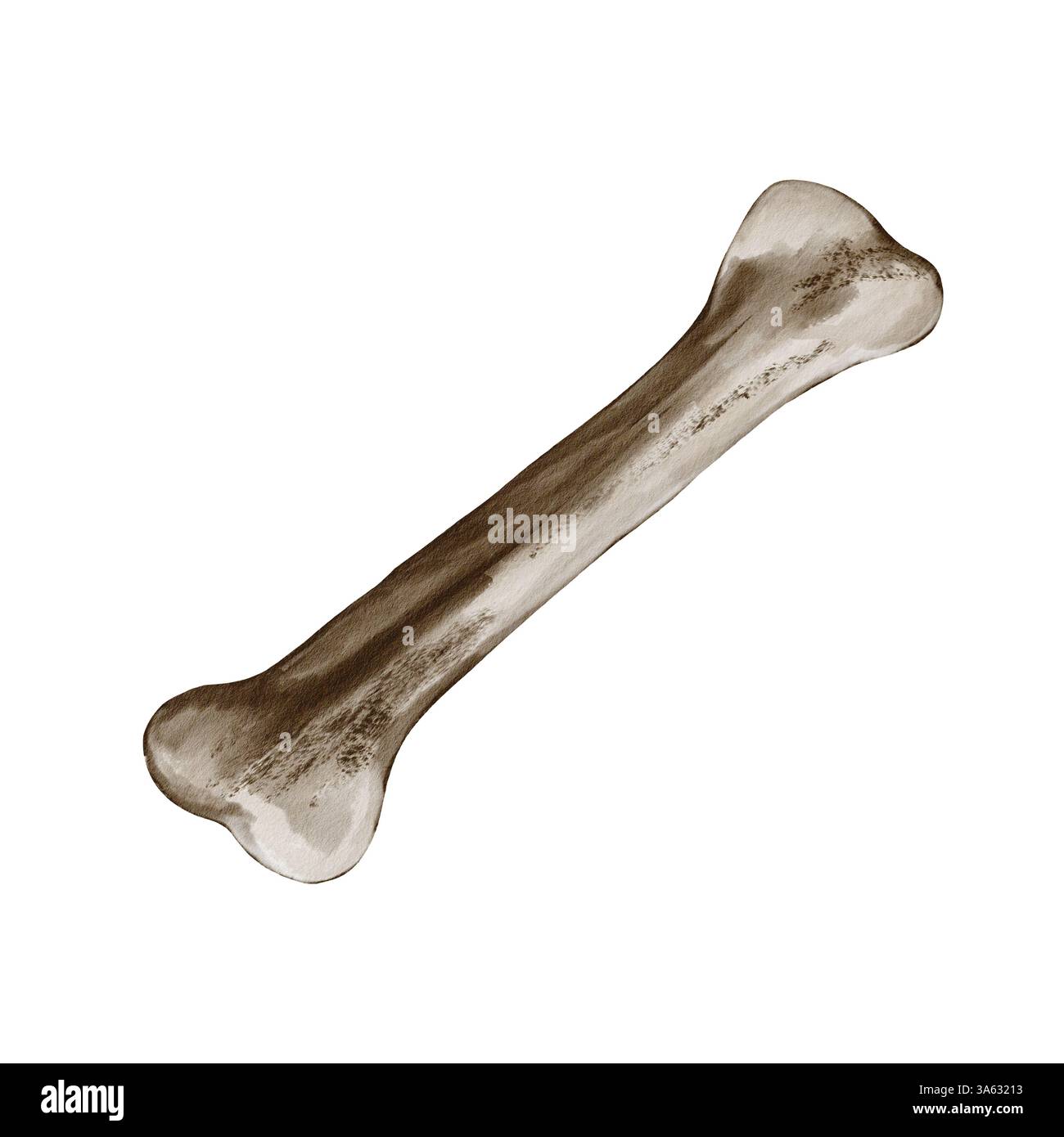 Big bone. Part of skeleton. Monochrome, brown. Old ancient fossil ...