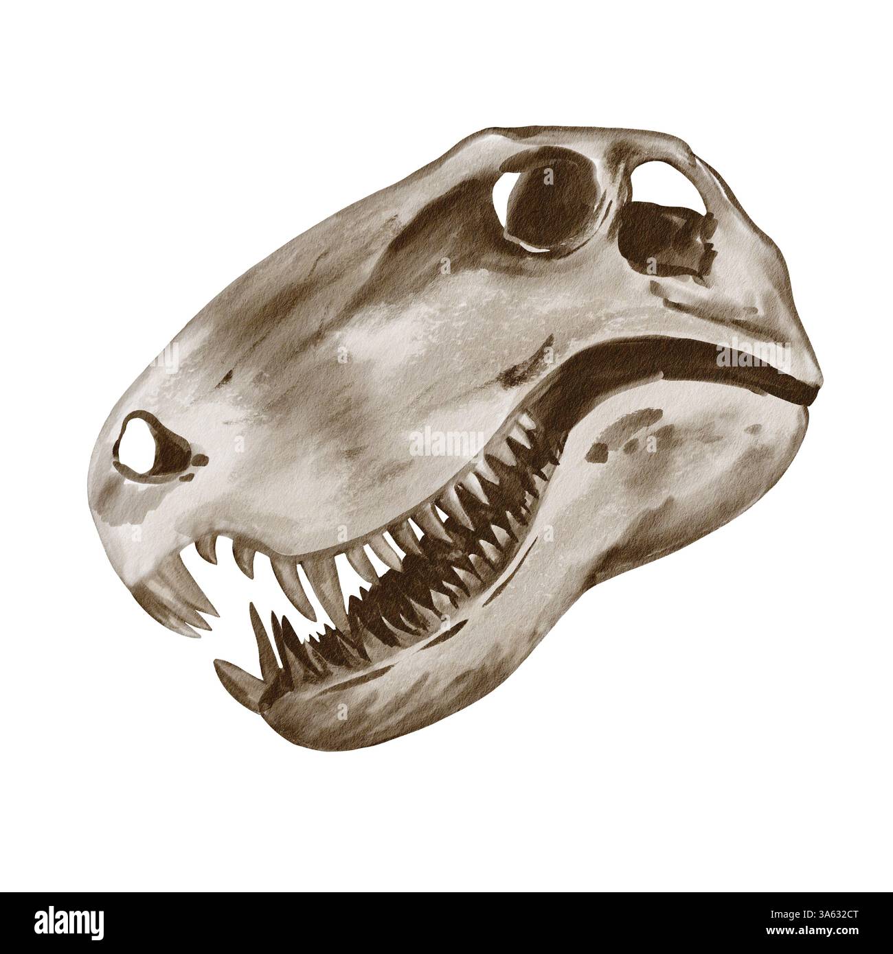 Theranosaurus head. Dinosaur skeleton. Skull with teeth. Prehistoric ...