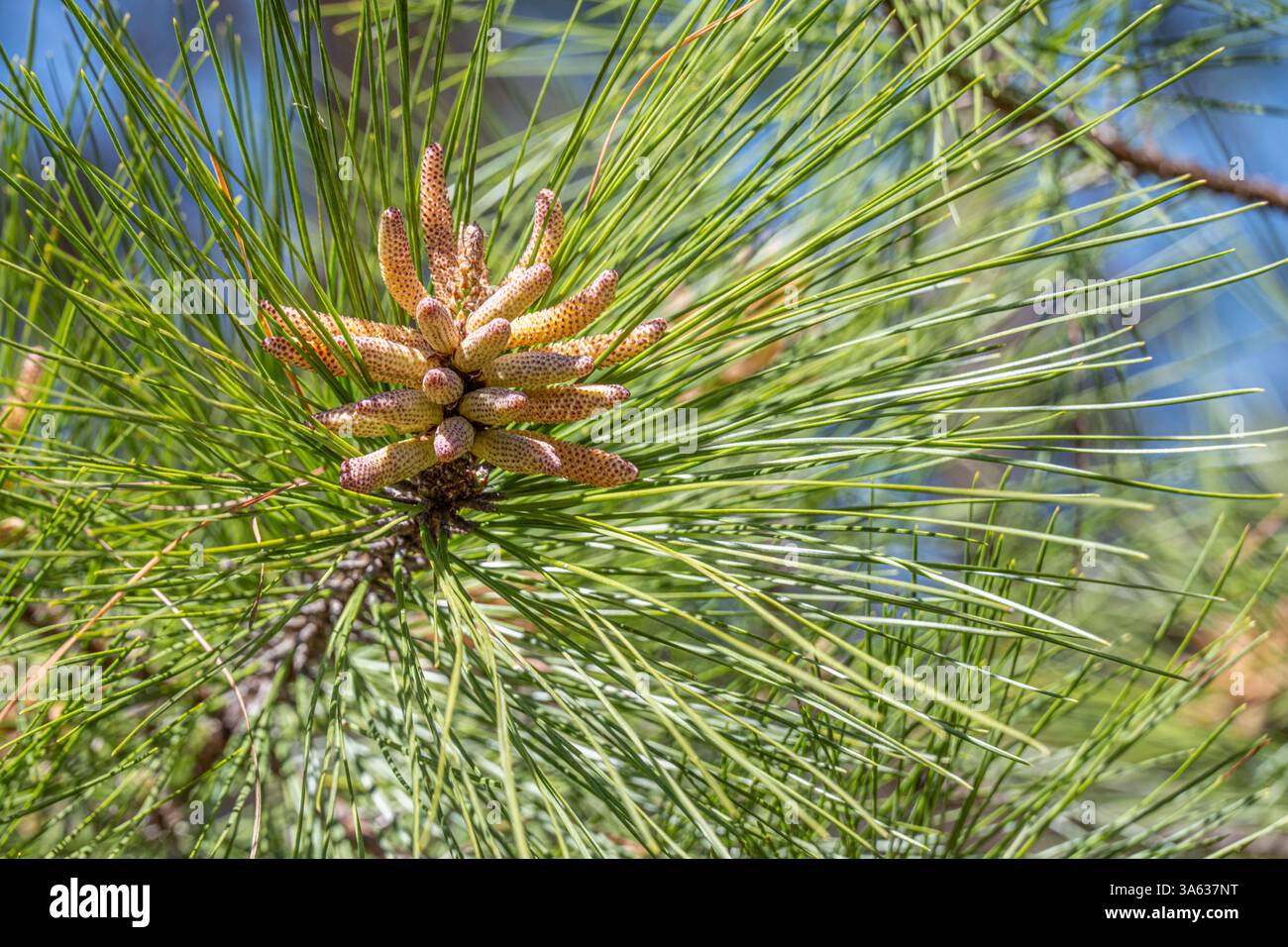 Male pine pollen cones on a pine tree in Phenix City, Alabama. (USA ...