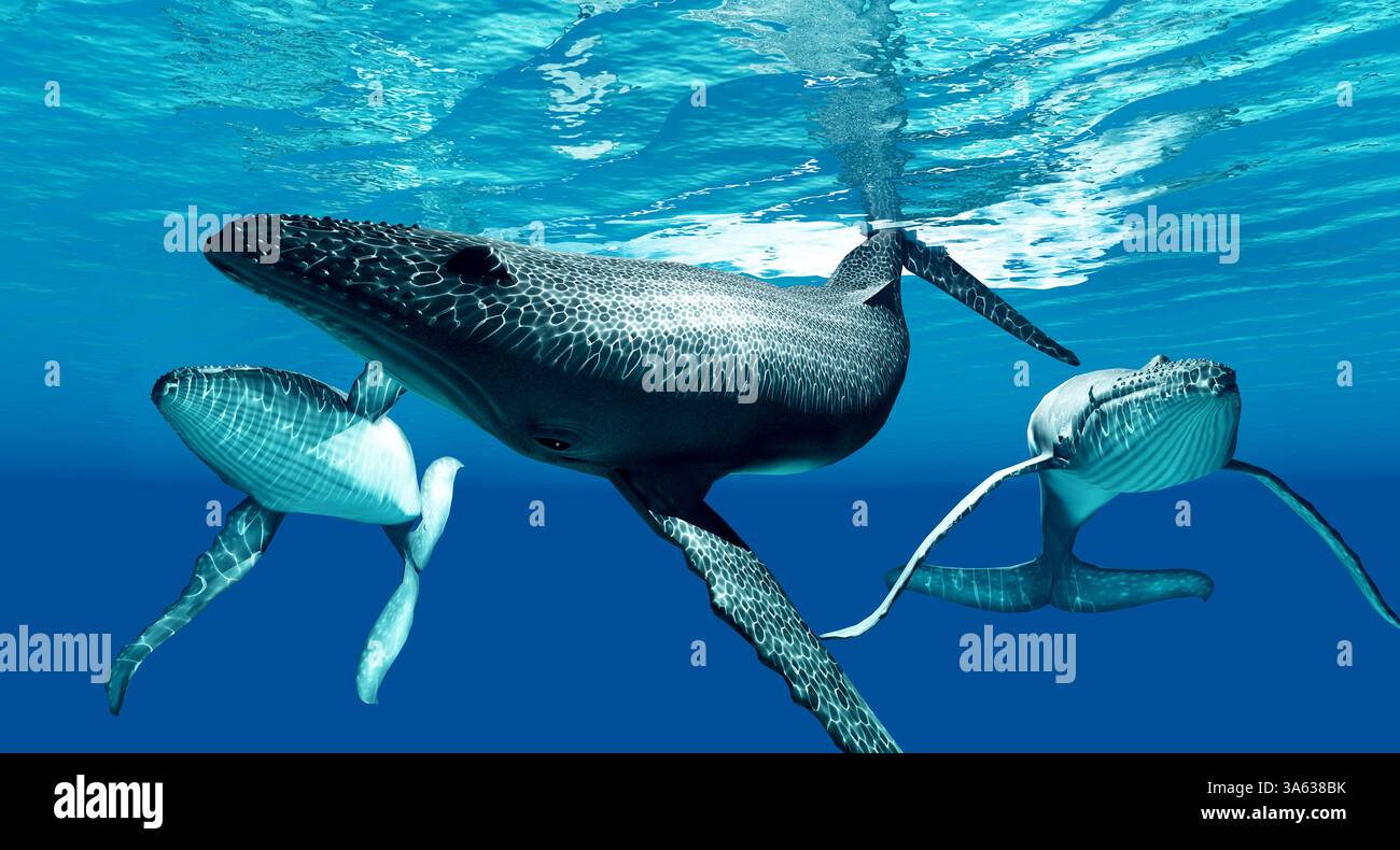 The Humpback Whale is an acrobatic animal known for breaching the ...