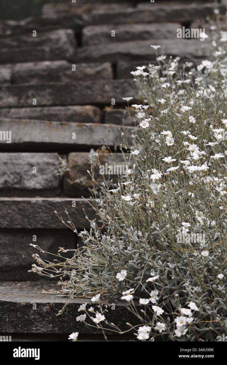 Snow-in-Summer white groundcover flowers spilling over stone steps in a ...