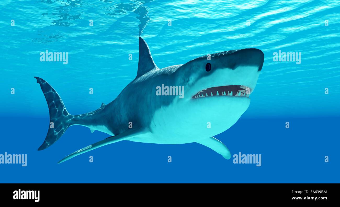 The Great White Shark is an apex-predator which can grow over 26 feet ...