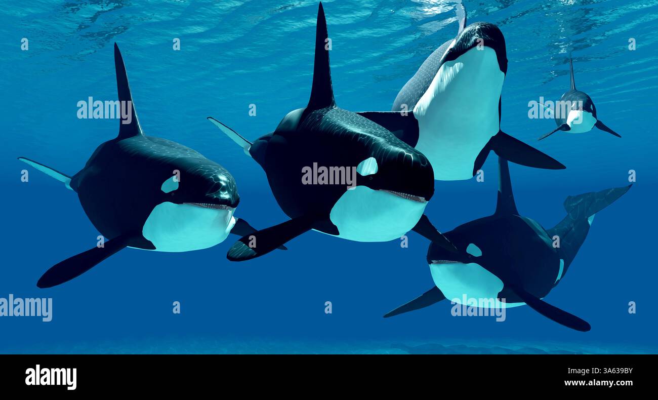 A pod of Killer whales swim together through clear ocean waters hunting ...