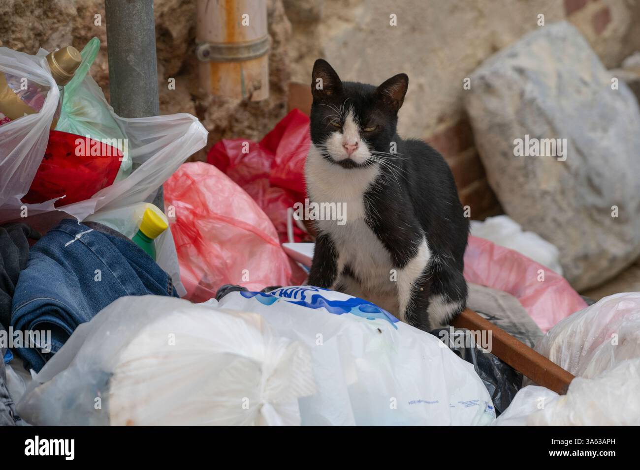 Cat standing on a pile of garbage in Castellammare o Loggia, Palermo ...