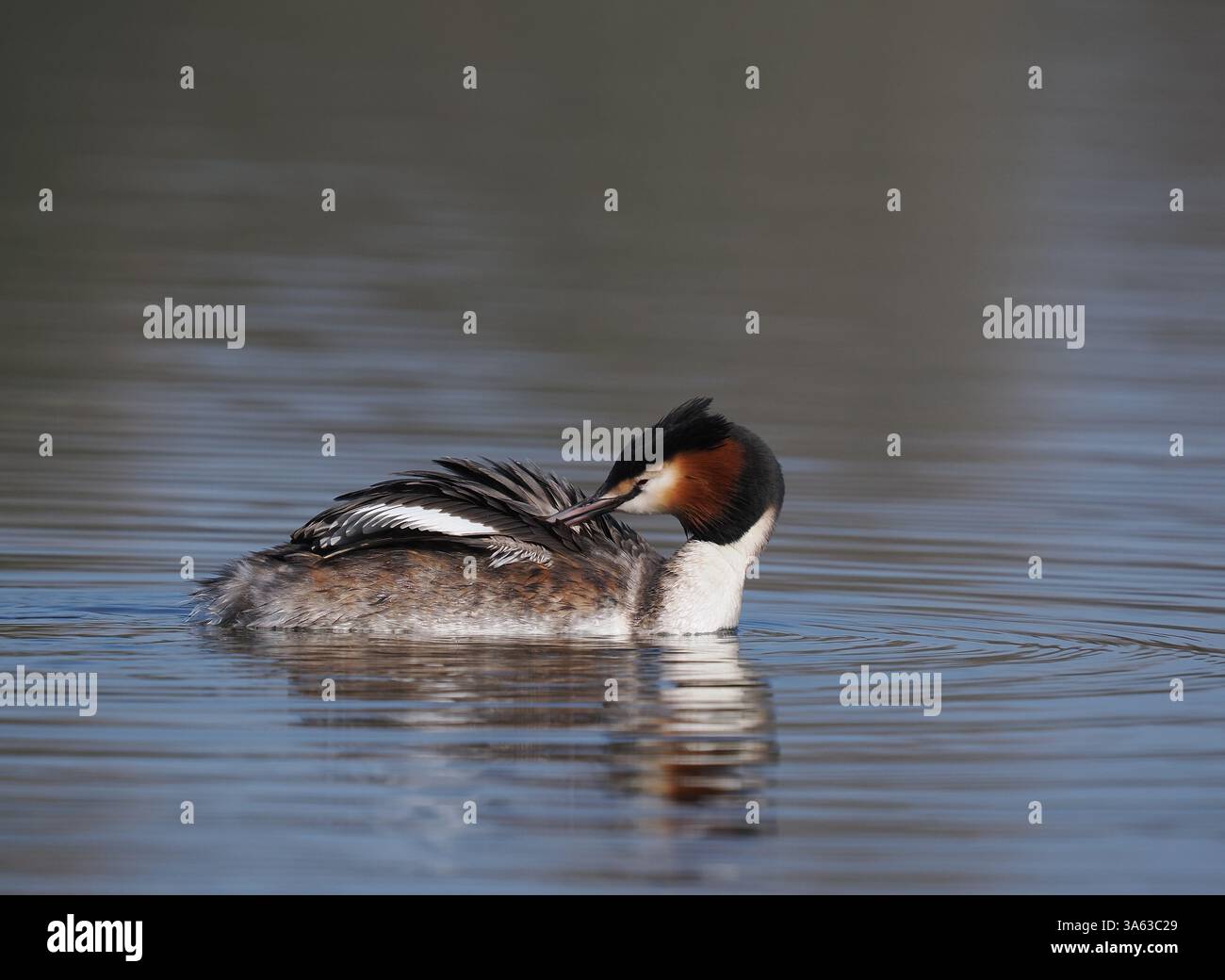 Great crested grebe pairing, preening and weed dancing Stock Photo - Alamy