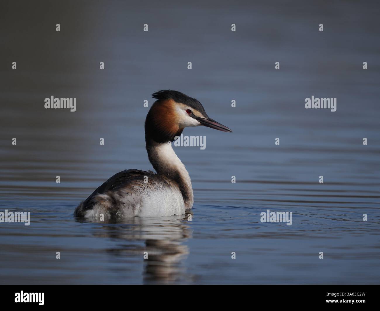 Great crested grebe pairing, preening and weed dancing Stock Photo - Alamy