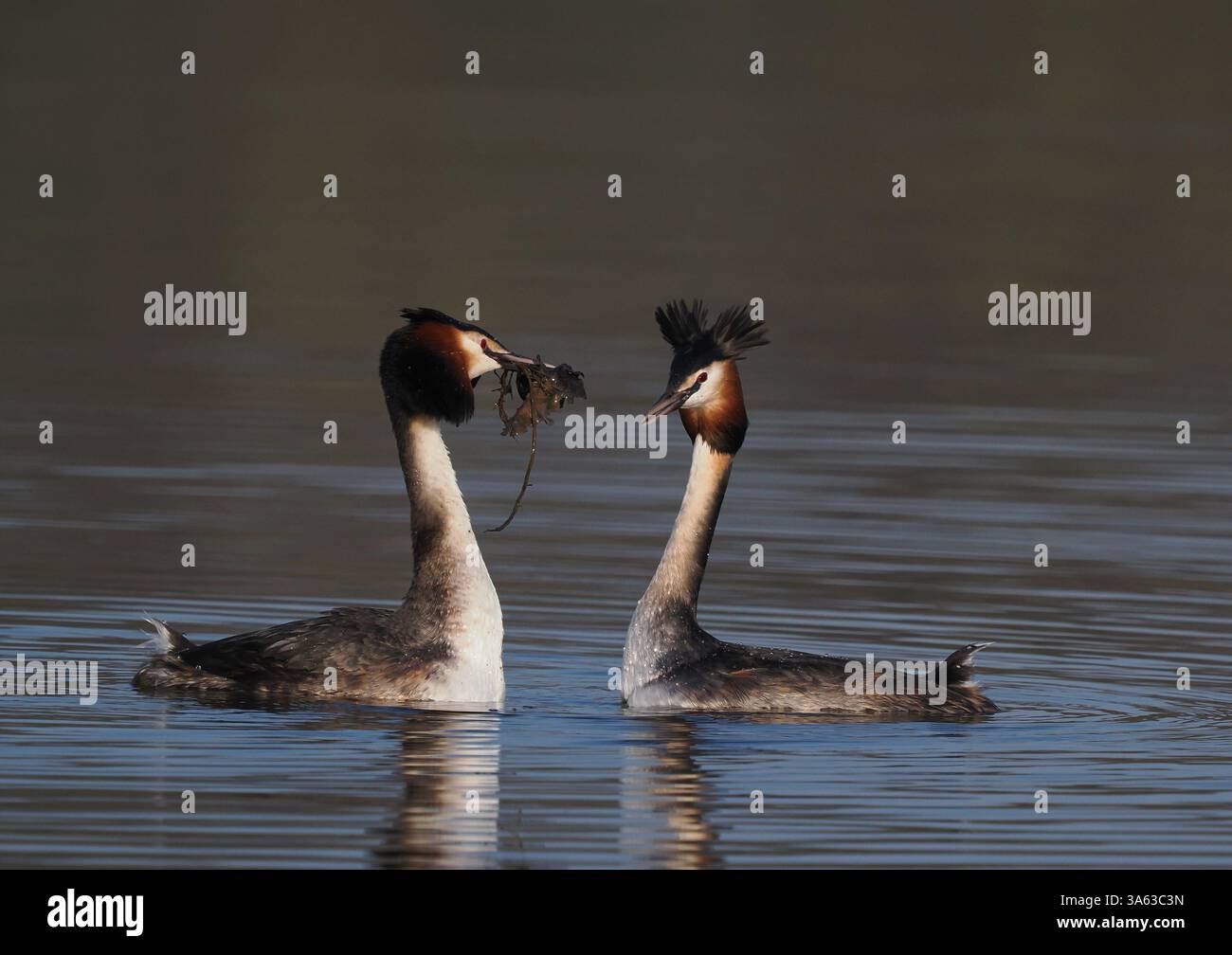 Great crested grebe pairing, preening and weed dancing Stock Photo - Alamy