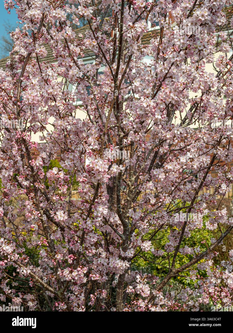 Accolade cherry tree hi-res stock photography and images - Alamy