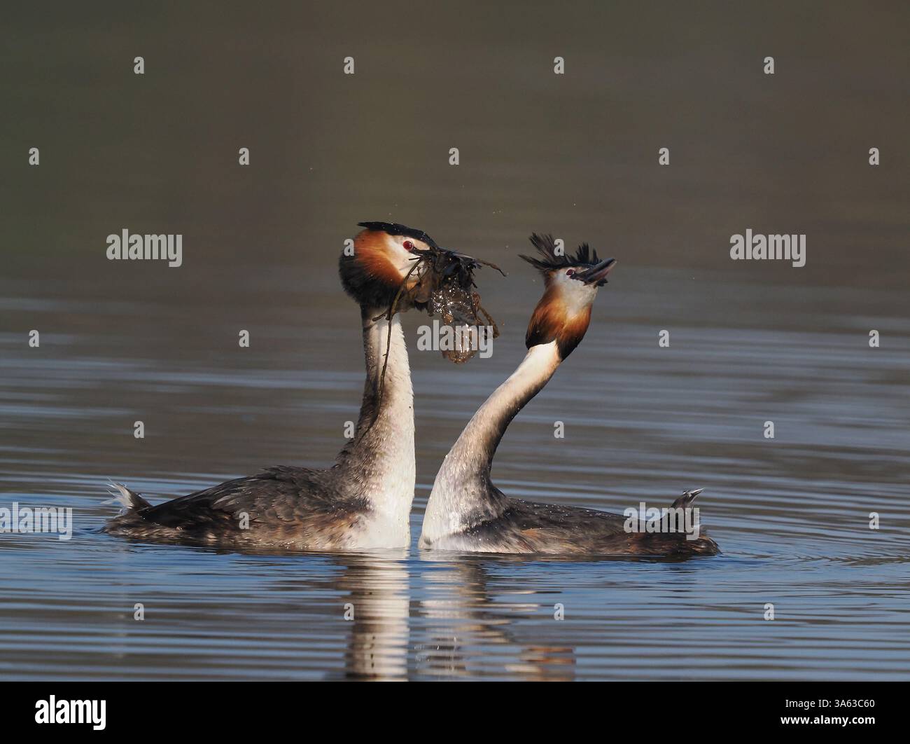 Great crested grebe pairing, preening and weed dancing Stock Photo - Alamy