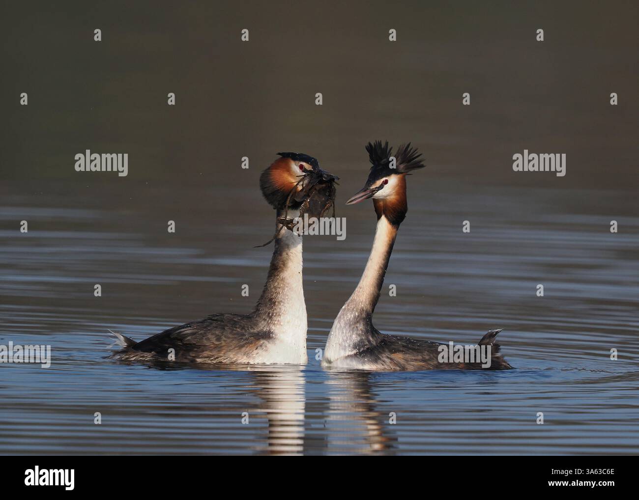 Great crested grebe pairing, preening and weed dancing Stock Photo - Alamy
