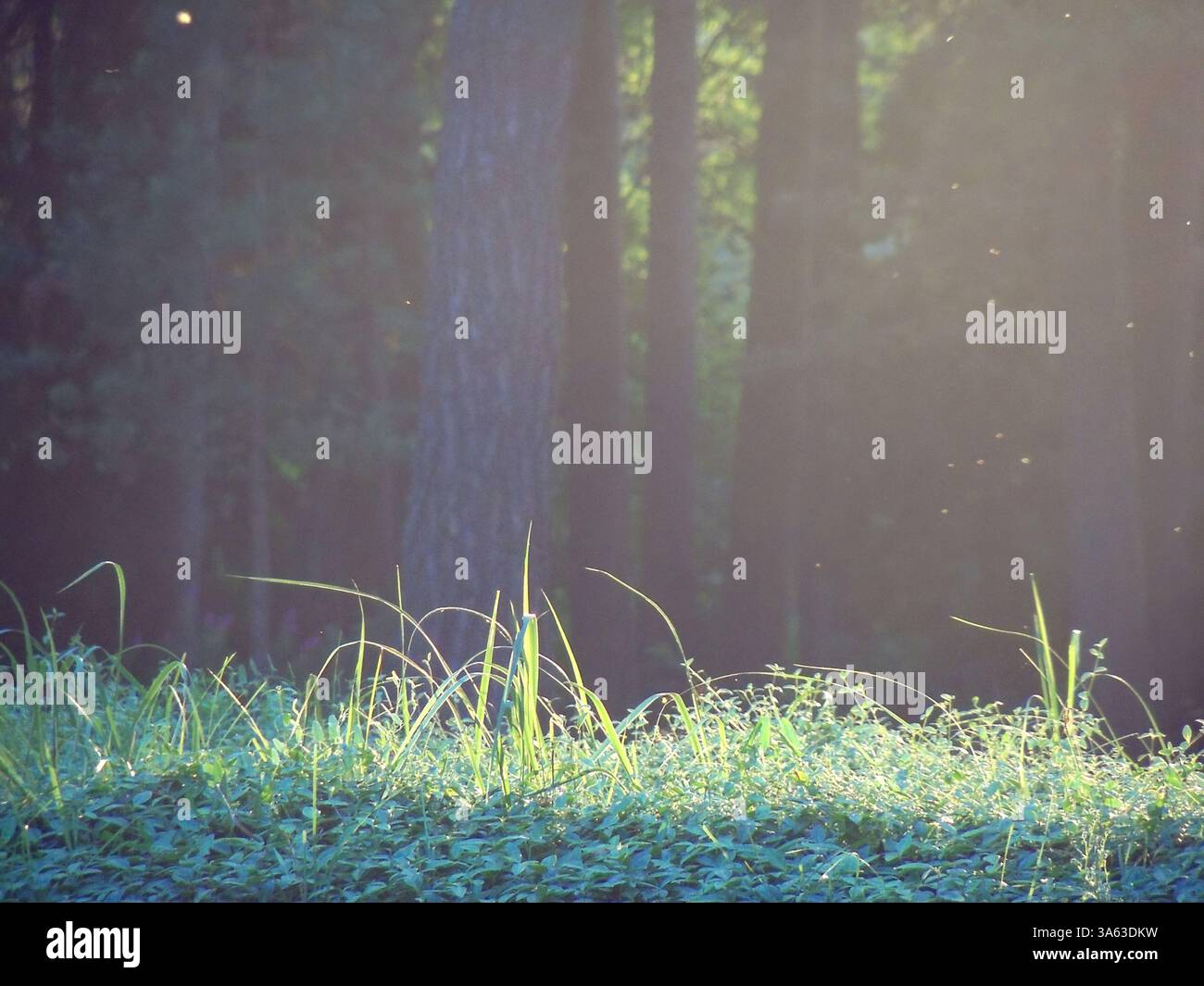 Summer god rays warm lighting nature background wallpaper in the forest ...