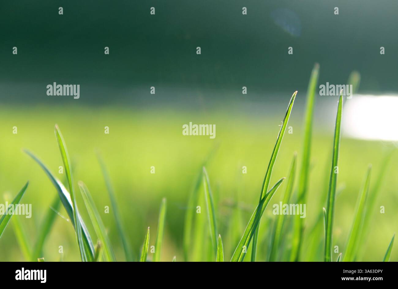 Green grass near a lake, summer nature background Stock Photo - Alamy