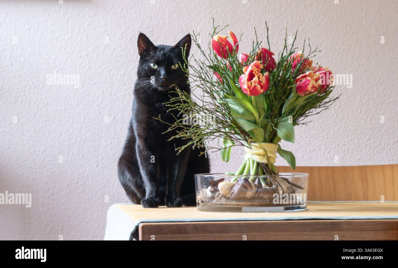 12 March 2025, Hamburg: A black cat sits on a table next to a bunch of ...