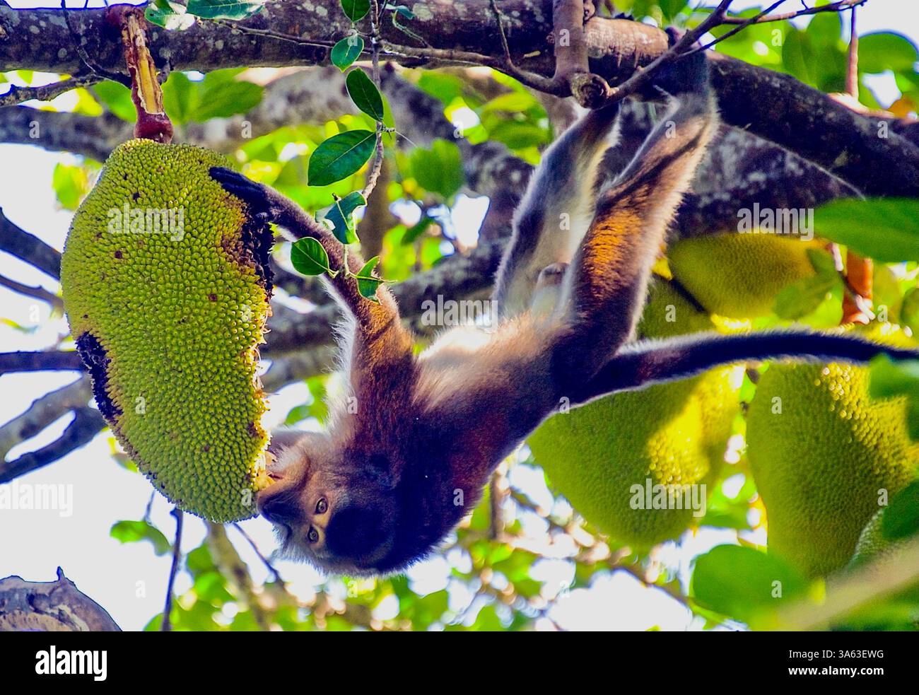 A Philippine Long-tailed Macaque acrobatically tucks into a jackfruit ...