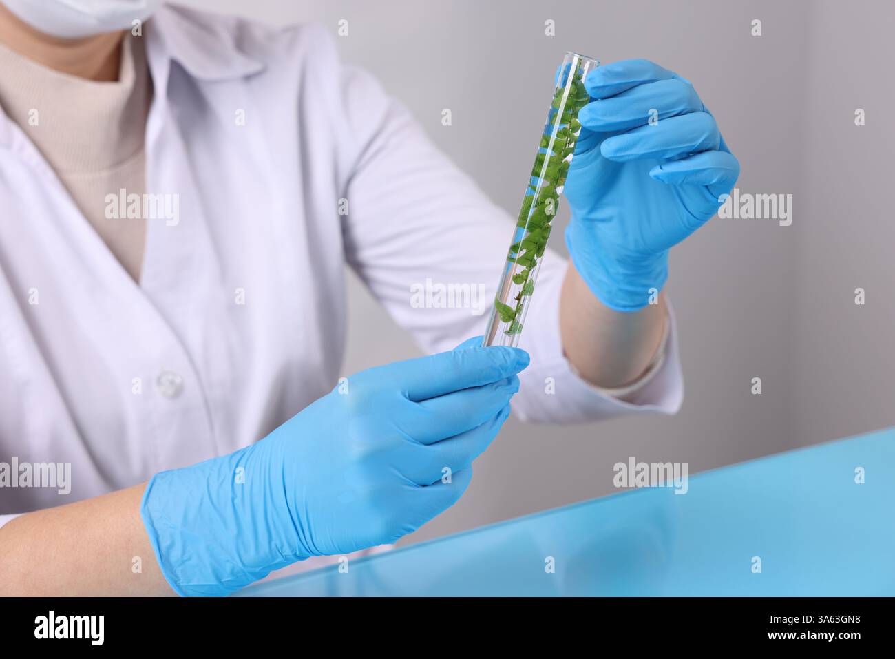 Biochemistry. Scientist working with plant at blue table, closeup Stock ...