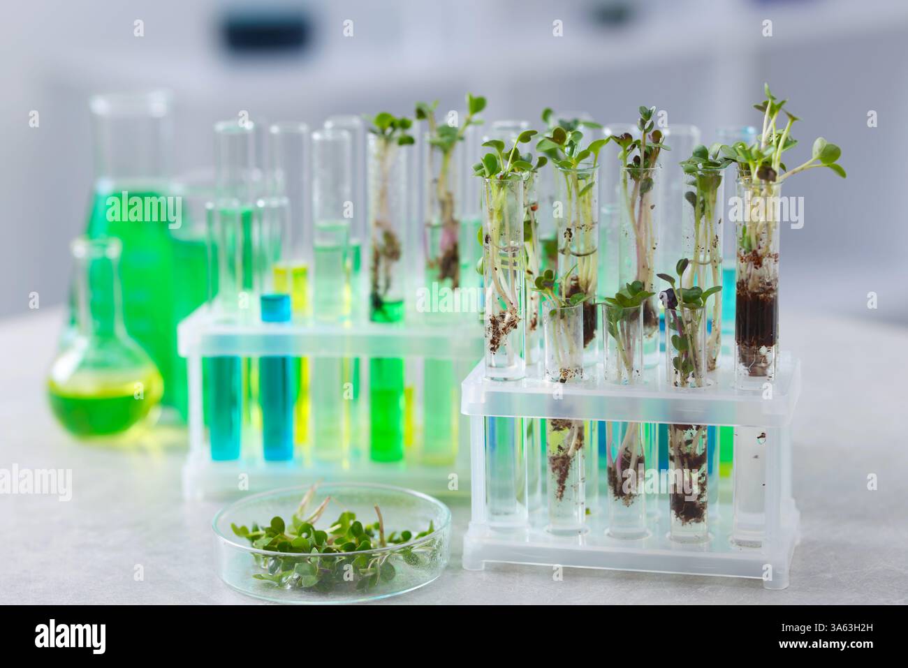 Biochemistry. Glassware with different liquids and plants on light grey ...