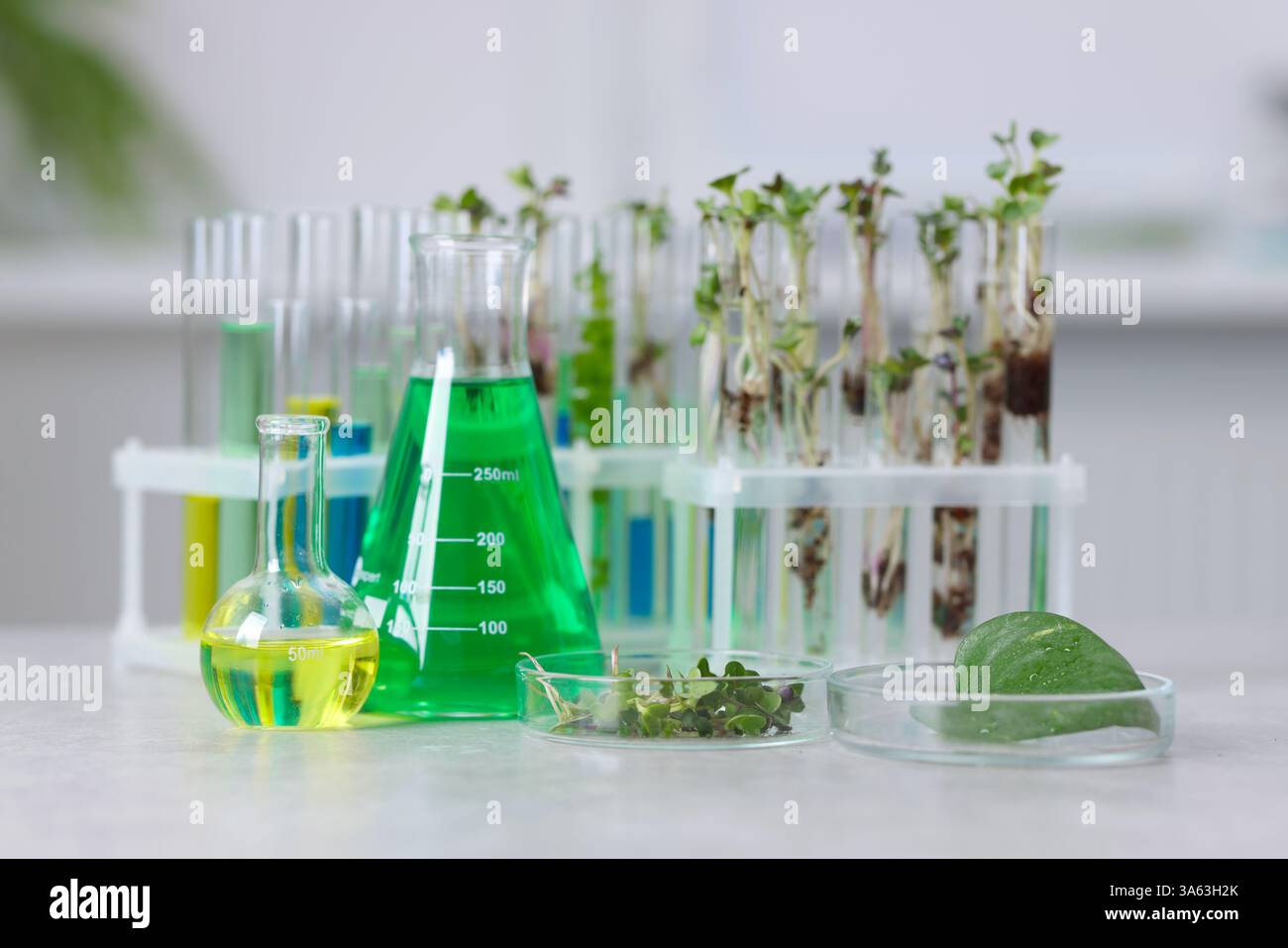 Biochemistry. Glassware with different liquids and plants on light grey ...
