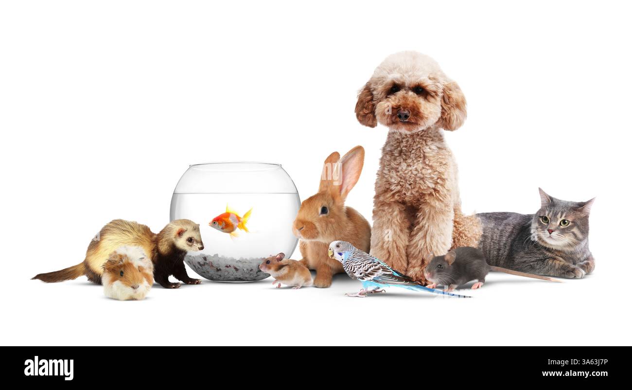 Group of cute domestic pets on white background. Banner design Stock ...