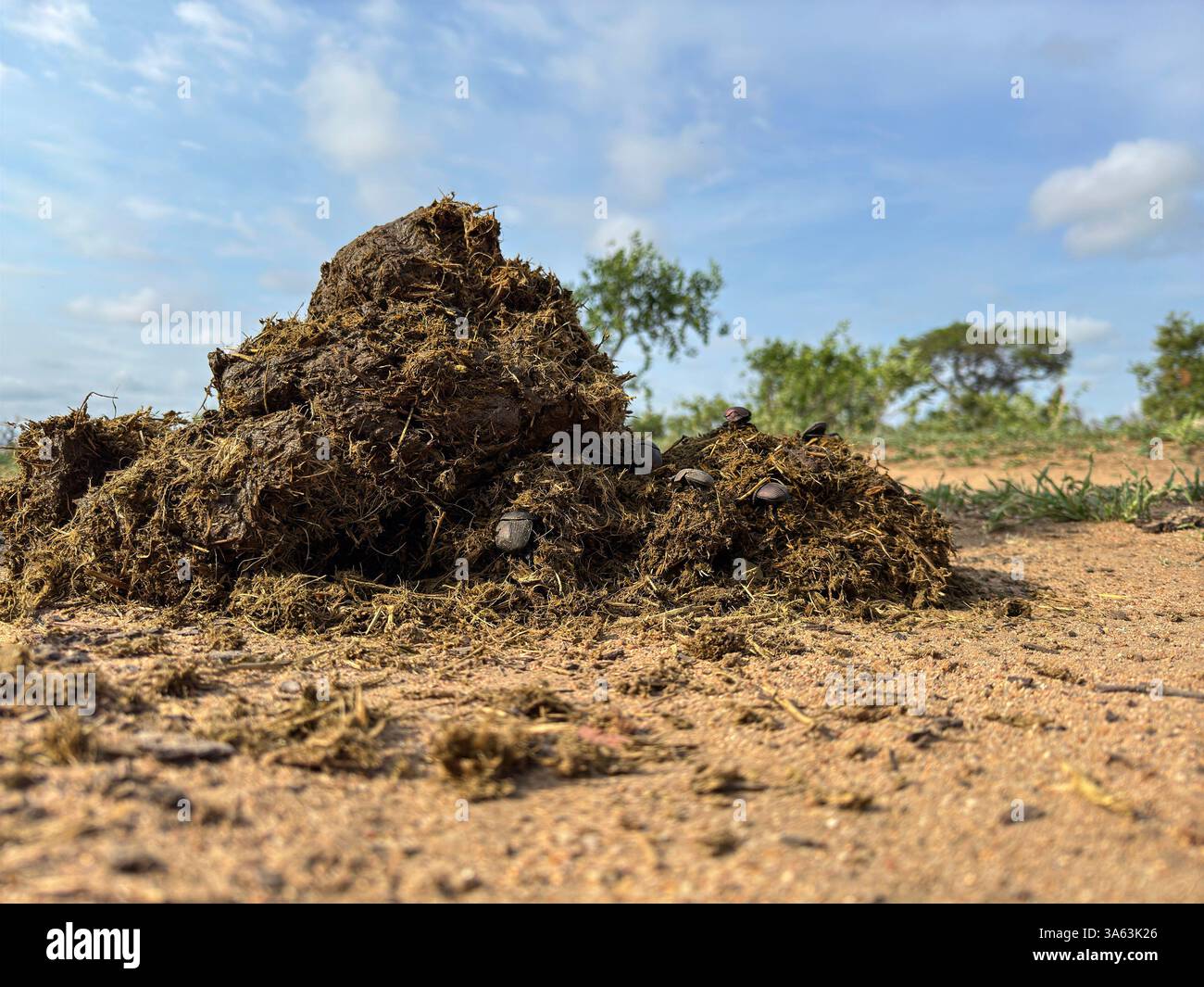 A pile of elephant dung with dung beetles in it Stock Photo - Alamy