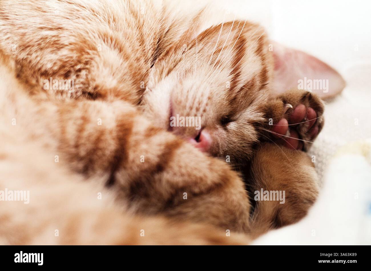 Sleeping cat on a light background close-up. Nose, eye and paw are ...
