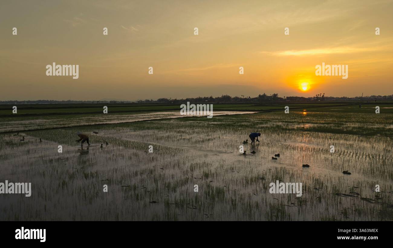 Vietnamese workers are planting in a rice field at sunset Stock Photo ...