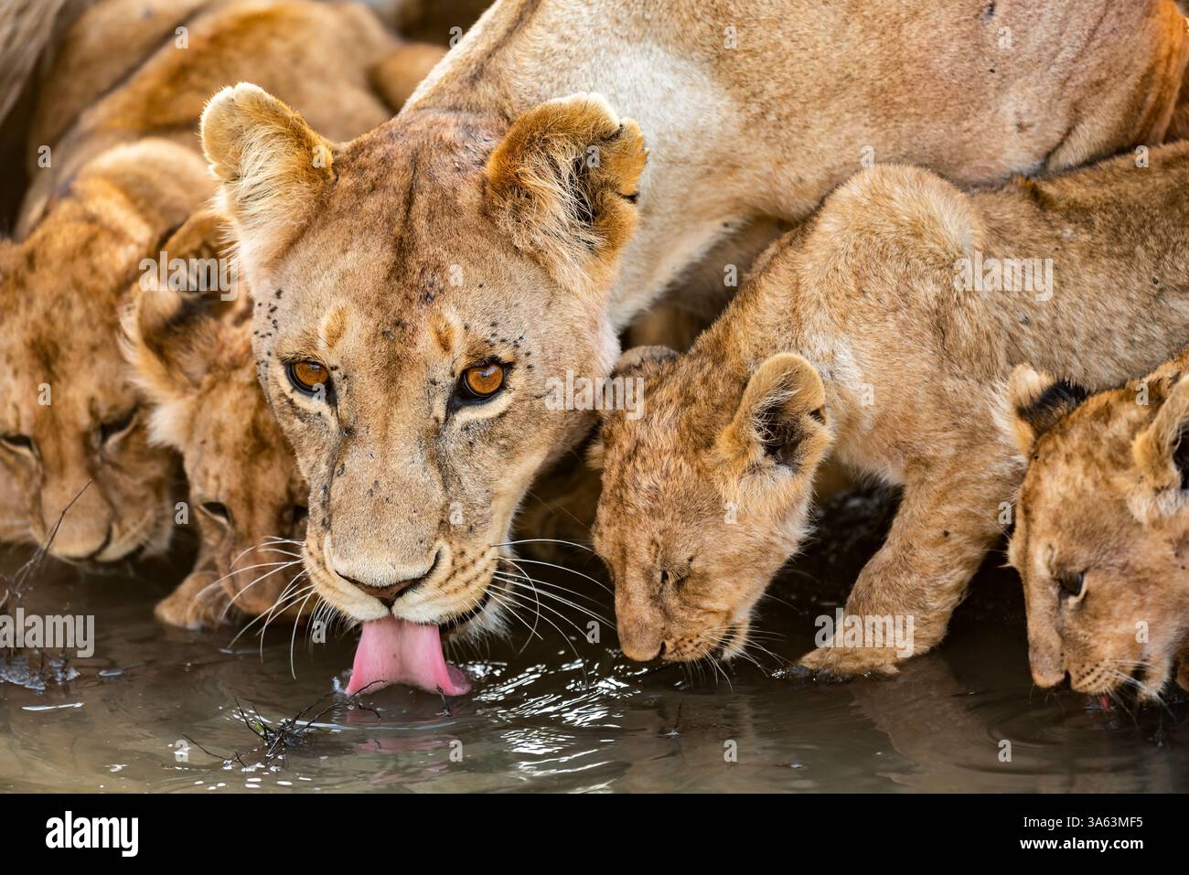 an adult lion is drinking water with their cubs a puddle in masai mara ...