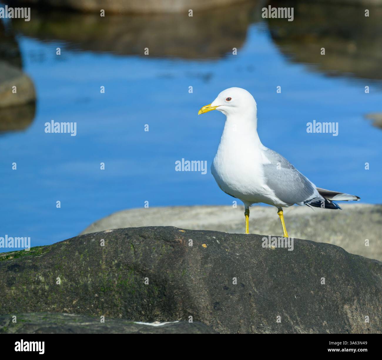 Seagull perches on rock water hi-res stock photography and images - Alamy