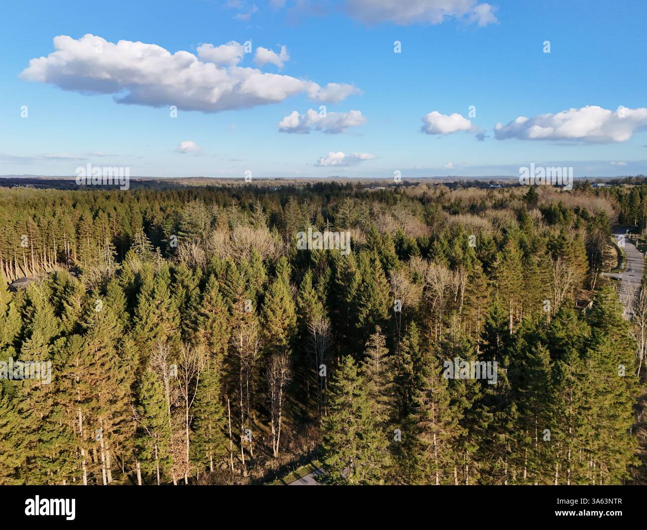 Longford, Ireland - 14th March 2025 - Aerial image of sunlit trees in ...