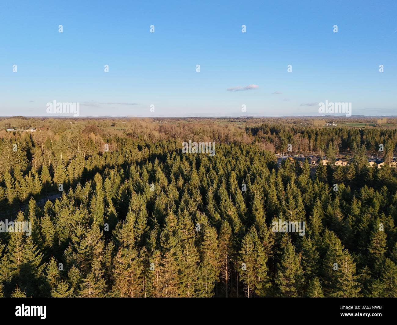 Longford, Ireland - 14th March 2025 - Aerial image of sunlit trees in ...